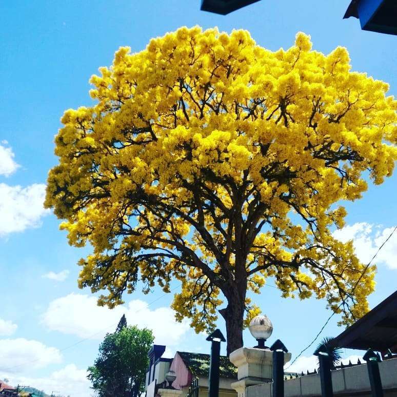 IN PHOTOS: Bukidnon awashed with lovely golden trumpet trees - Bukidnon ...